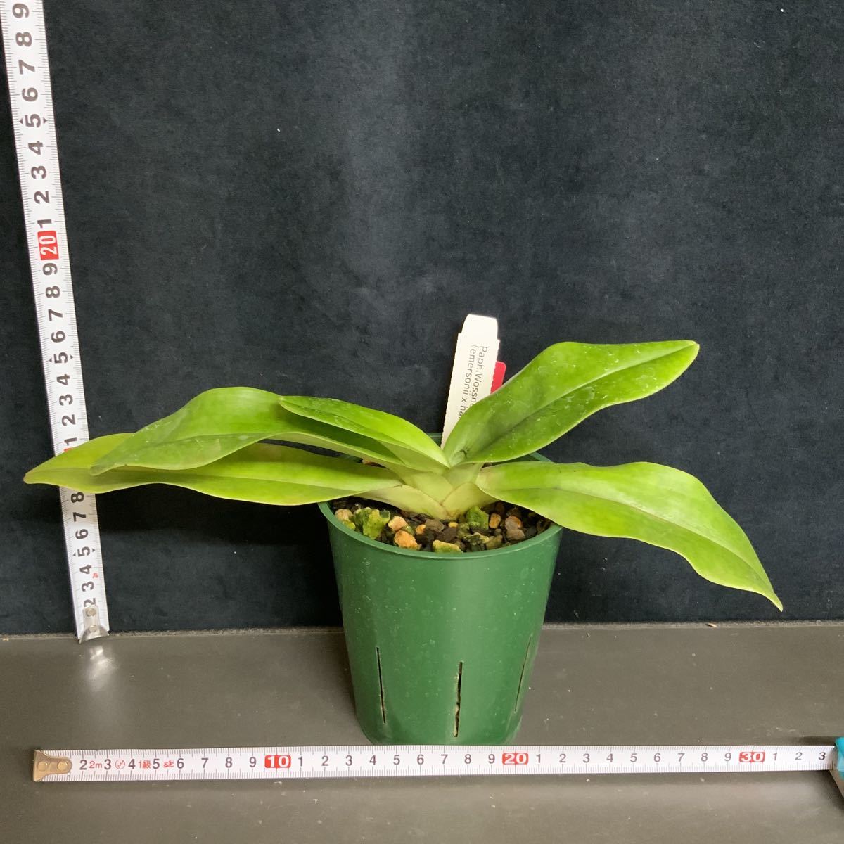 Yahoo!オークション - (^ ^)(955)洋蘭 Paph.Wossner Wolke