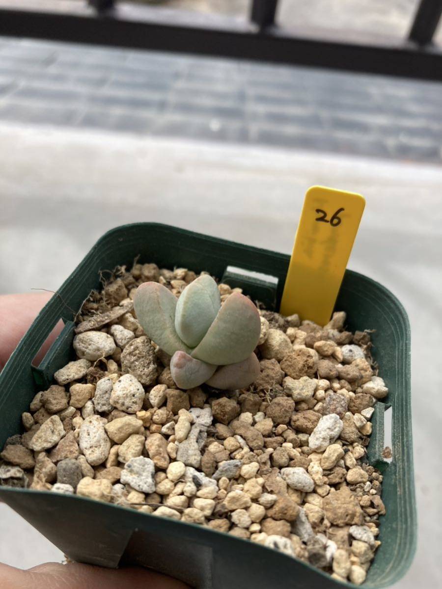 Yahoo!オークション - 「26」Namibia ponderosa ポンデロサ