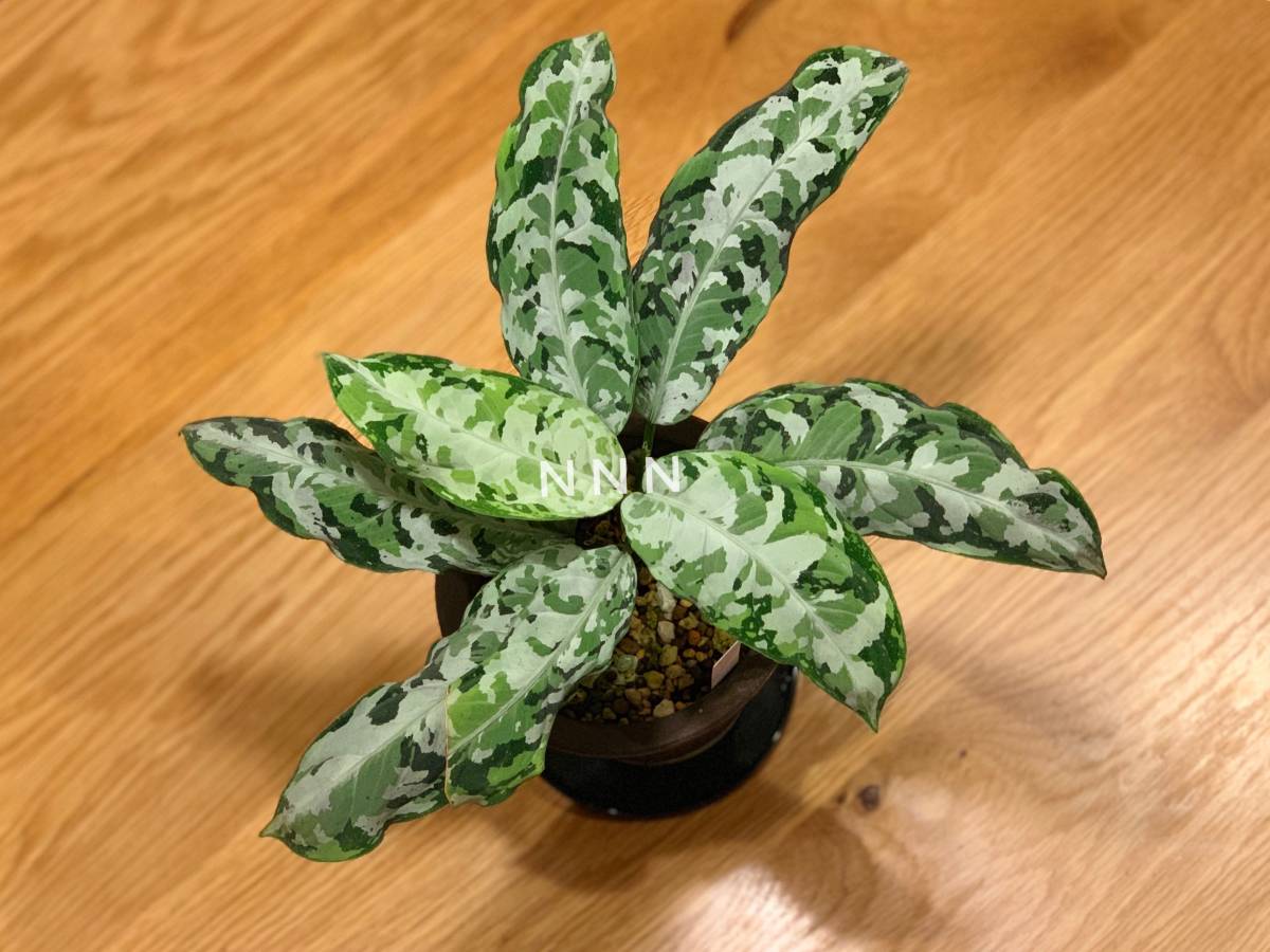 LA便ネームド株 Aglaonema Pictum'' 柳緑花紅''【LA0913-1ss】 LA便ネームド株 Aglaonema Pictum'' 柳緑花紅''【LA0913-1ss】