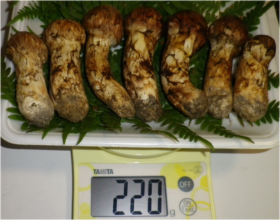 Yahoo!オークション - 松茸特産地 南信州産 まつたけ 7本 約220g 10/8...
