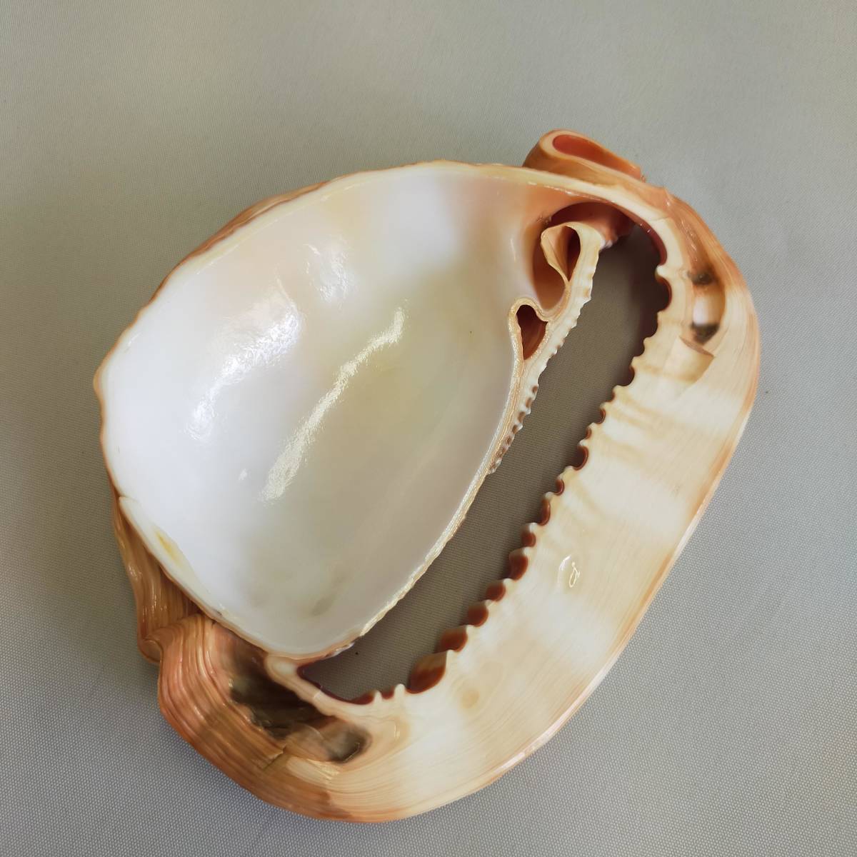 Yahoo!オークション - マンボウガイ カメオ 万宝貝(約254g) 台座(約53...