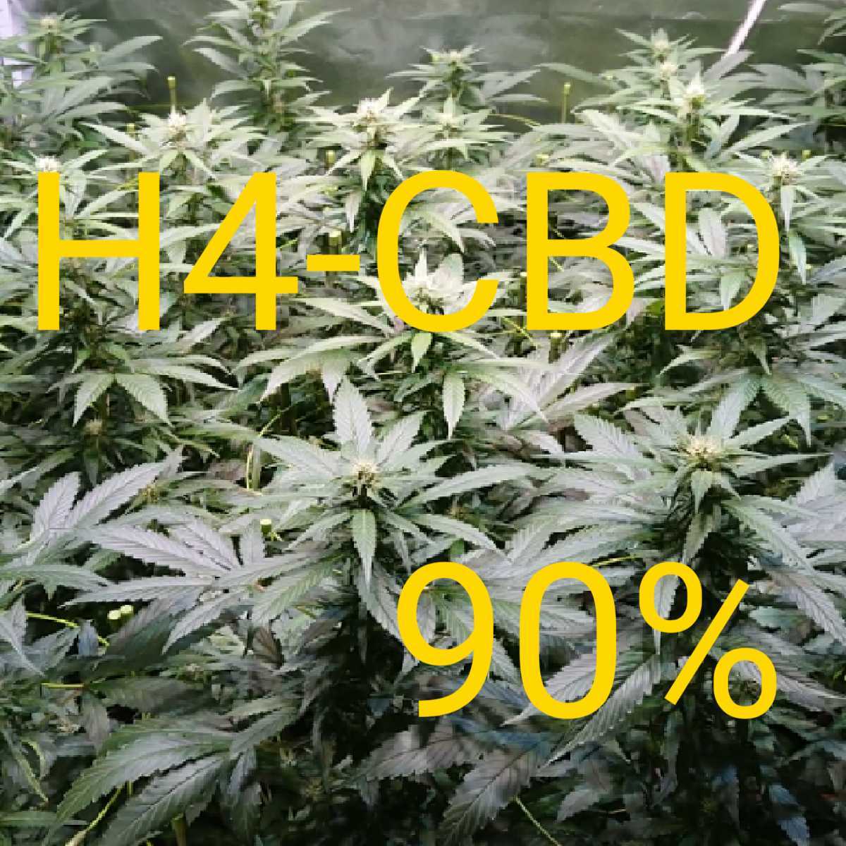 Yahoo!オークション - H4CBD リキッド90%