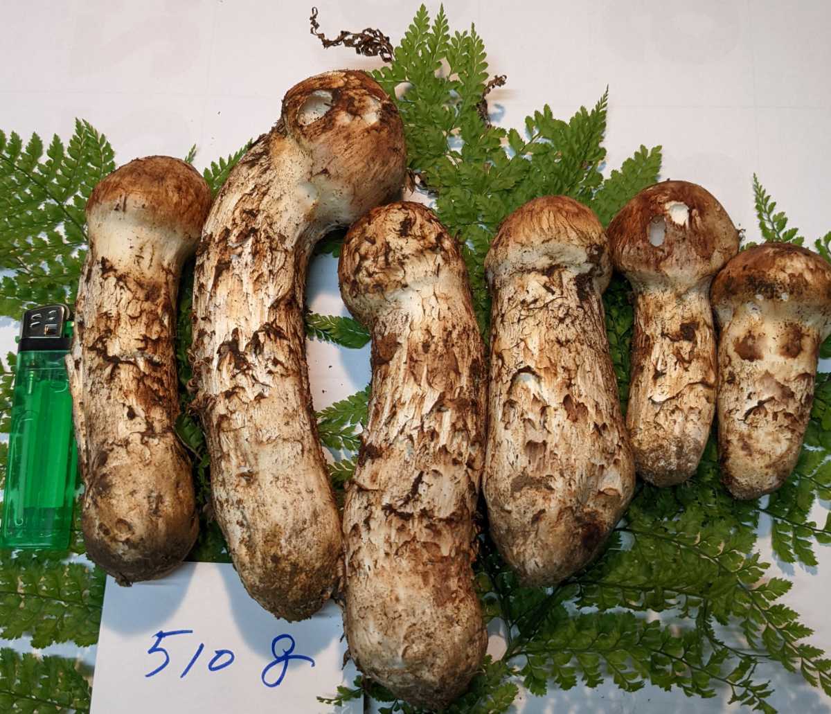 Yahoo!オークション - 新鮮松茸 山形県産 510g 15日採取