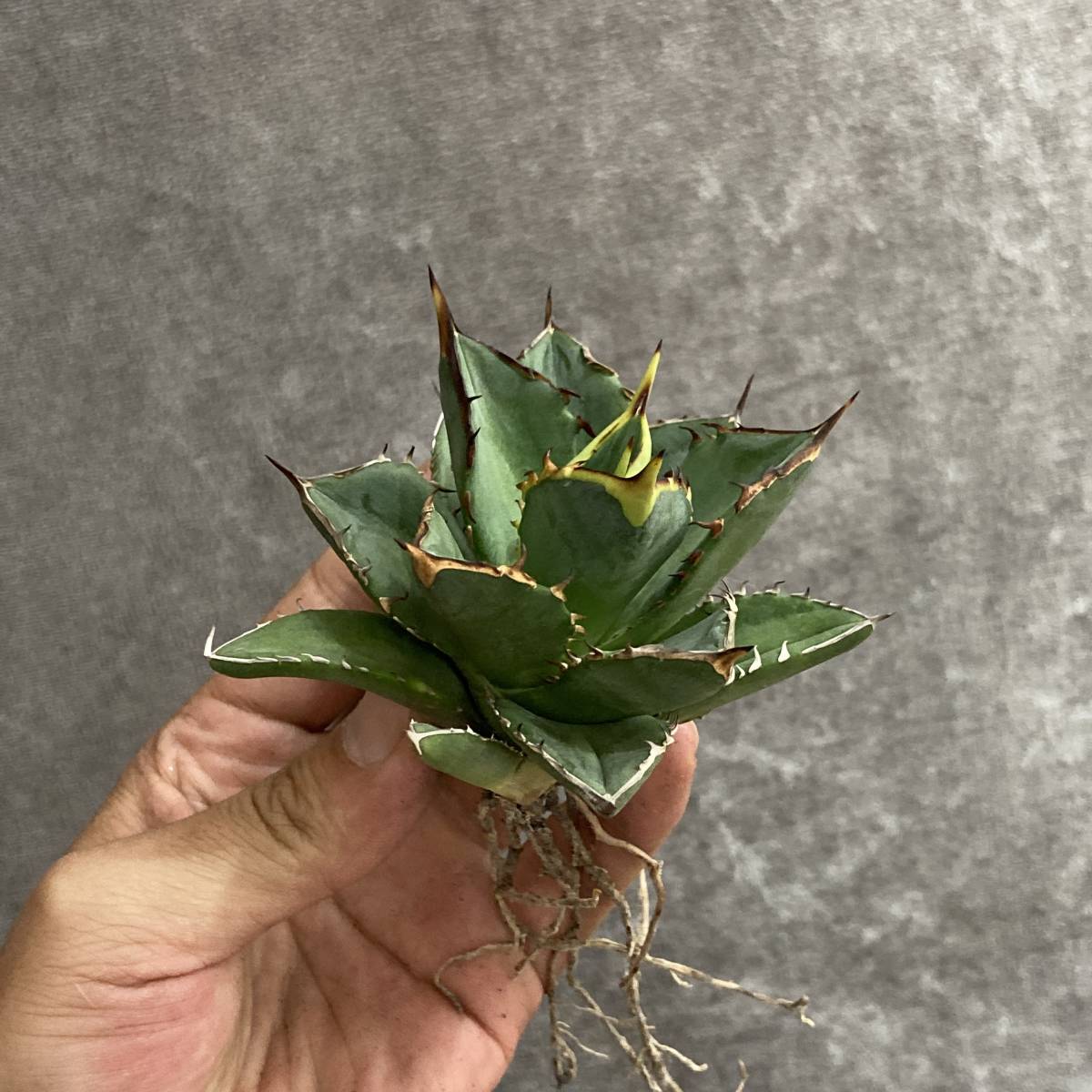 Yahoo!オークション - R102-15 特選 アガベ 多肉植物 チタノタ 小島白...