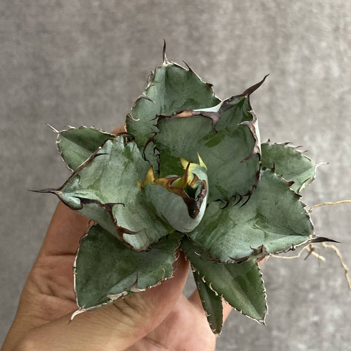 Yahoo!オークション - R102-34 特選 アガベ 多肉植物 チタノタ BB ブラ...