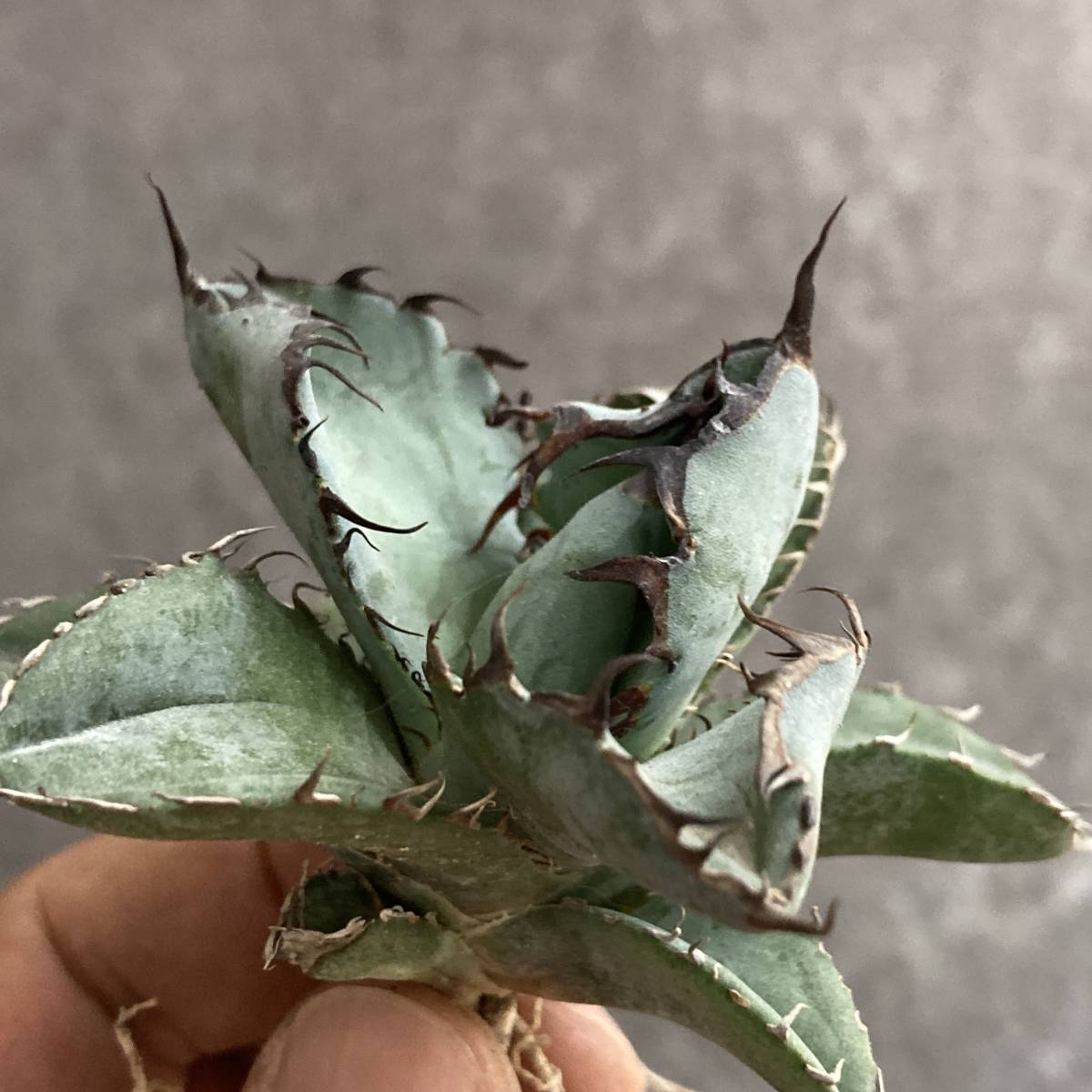 Yahoo!オークション - R102-38 特選 アガベ 多肉植物 チタノタ BB ブラ...