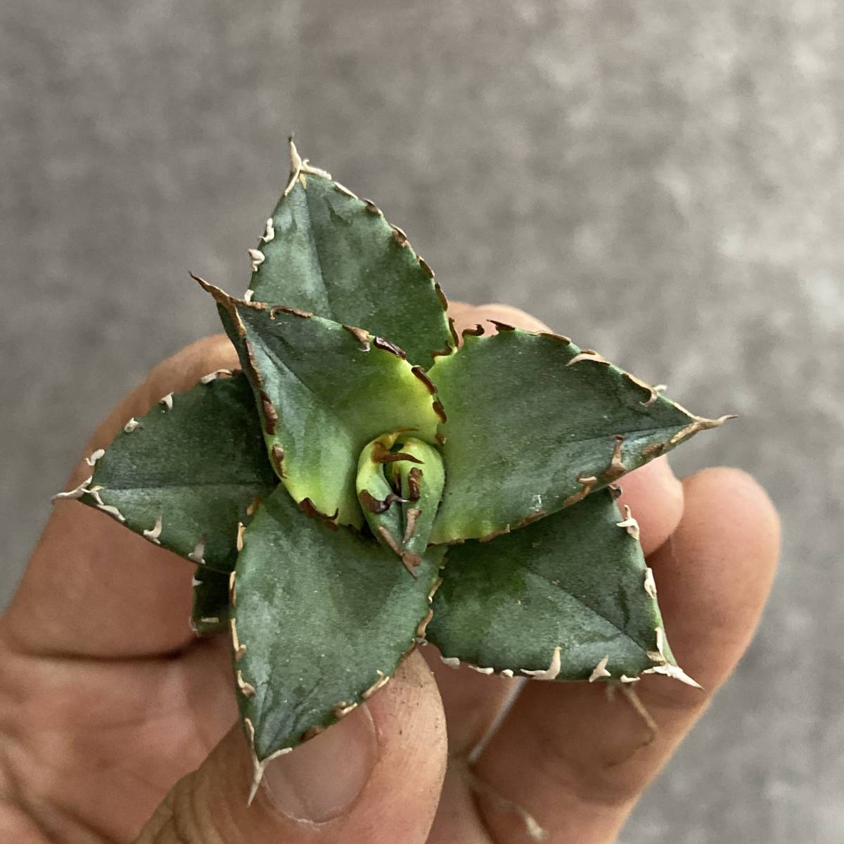 Yahoo!オークション - R102-28 特選 アガベ 多肉植物 チタノタ 日蝕 夕...