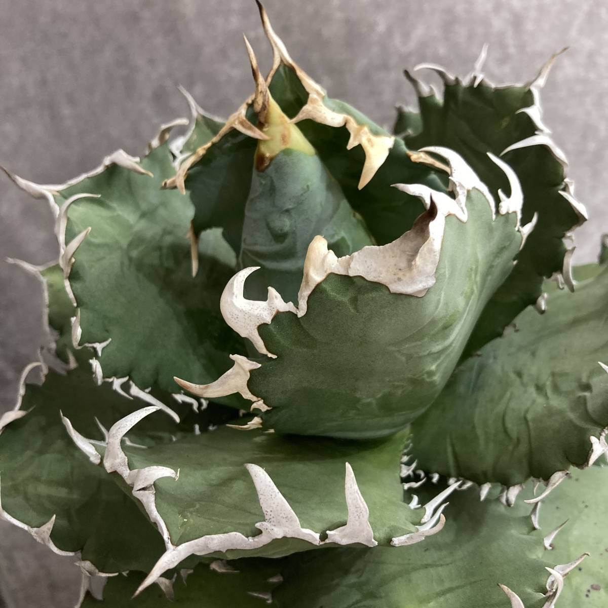 Yahoo!オークション - R102-30 特選 アガベ 多肉植物 チタノタ 白鯨 福...