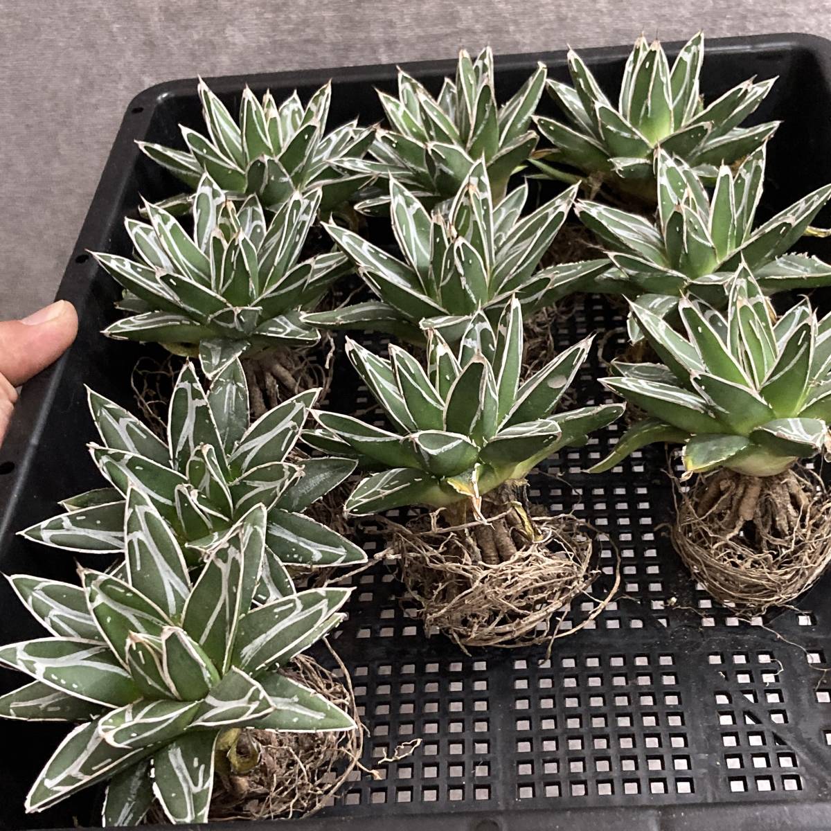 Yahoo!オークション - R102-44 特選 アガベ 多肉植物 笹の雪 極上株 濃...