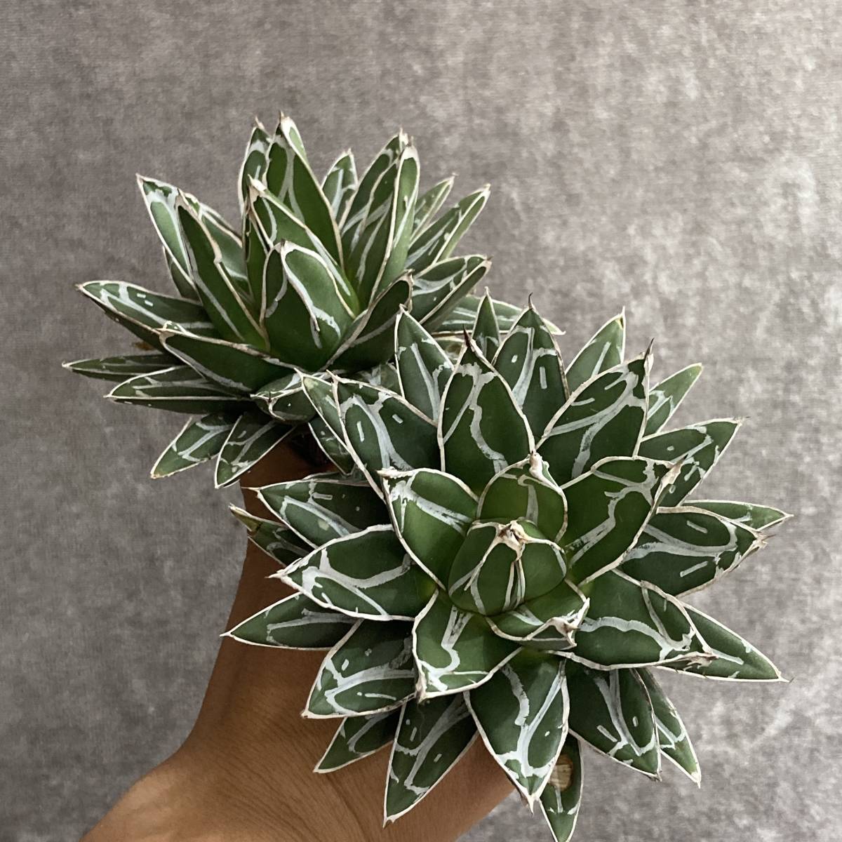 Yahoo!オークション - R106-46 アガベ 多肉植物 笹の雪 極上株 濃白株 ...