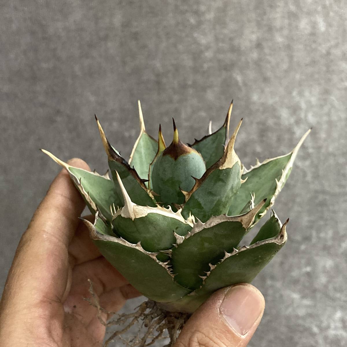 Yahoo!オークション - R106-11 特選 アガベ 多肉植物 チタノタ 小島白...