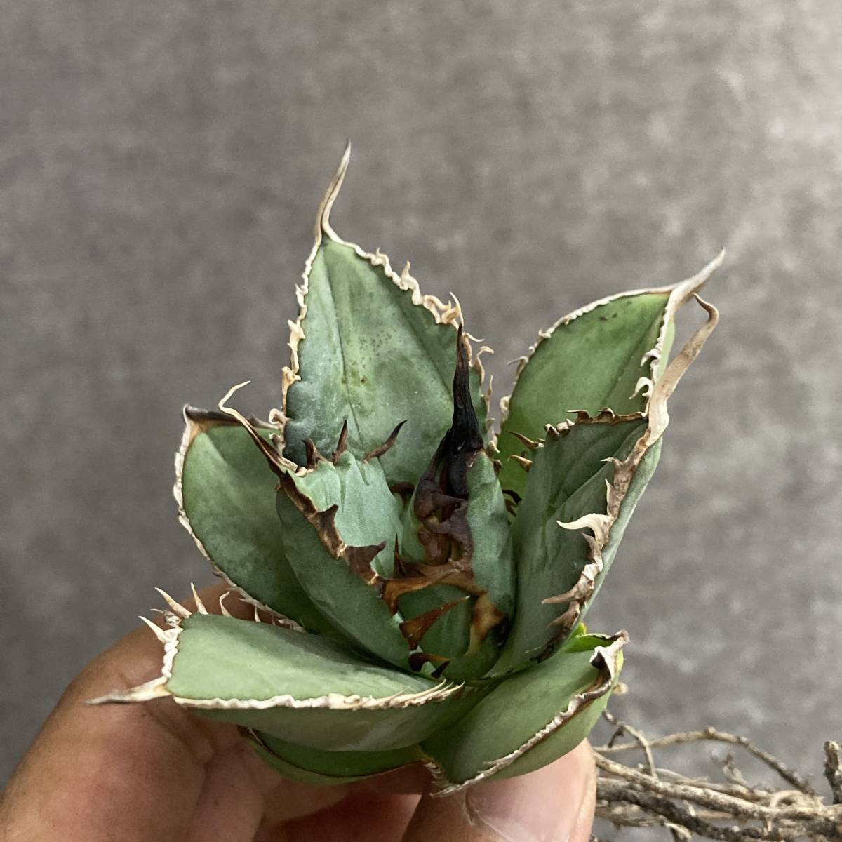 Yahoo!オークション - R106-15 特選 アガベ 多肉植物 チタノタ 強棘 極...