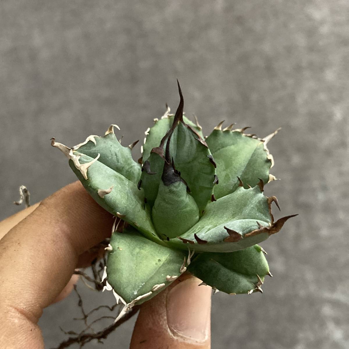 Yahoo!オークション - R106-16 特選 アガベ 多肉植物 チタノタ 姫厳竜 ...