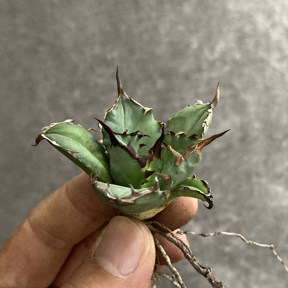 Yahoo!オークション - R106-20 特選 アガベ 多肉植物 チタノタ 姫厳竜 ...