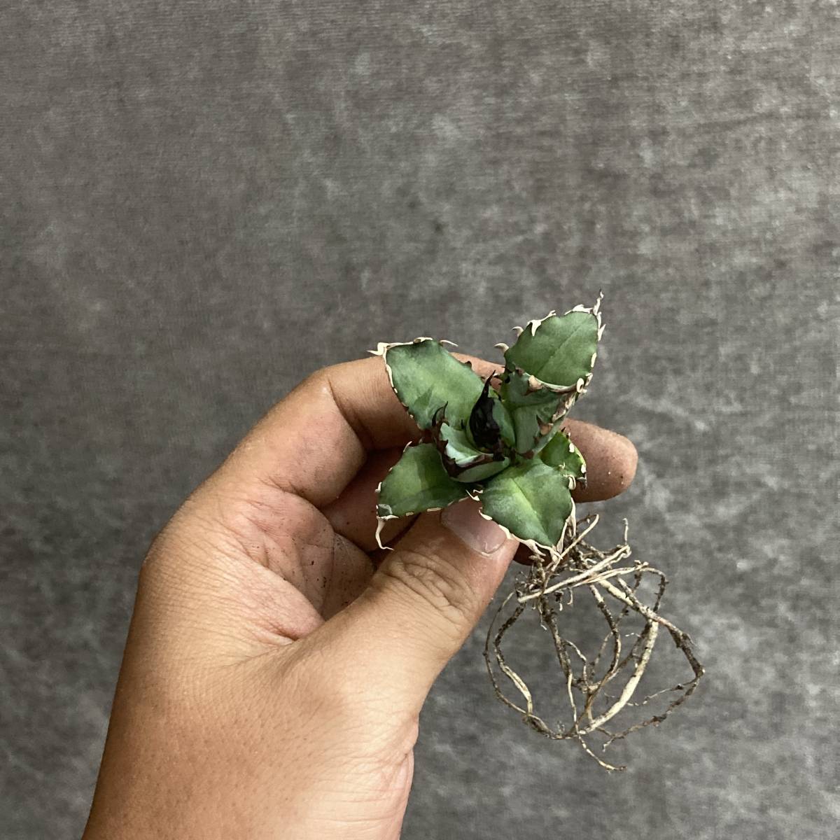 Yahoo!オークション - R106-24 特選 アガベ 多肉植物 チタノタ 姫厳竜 ...