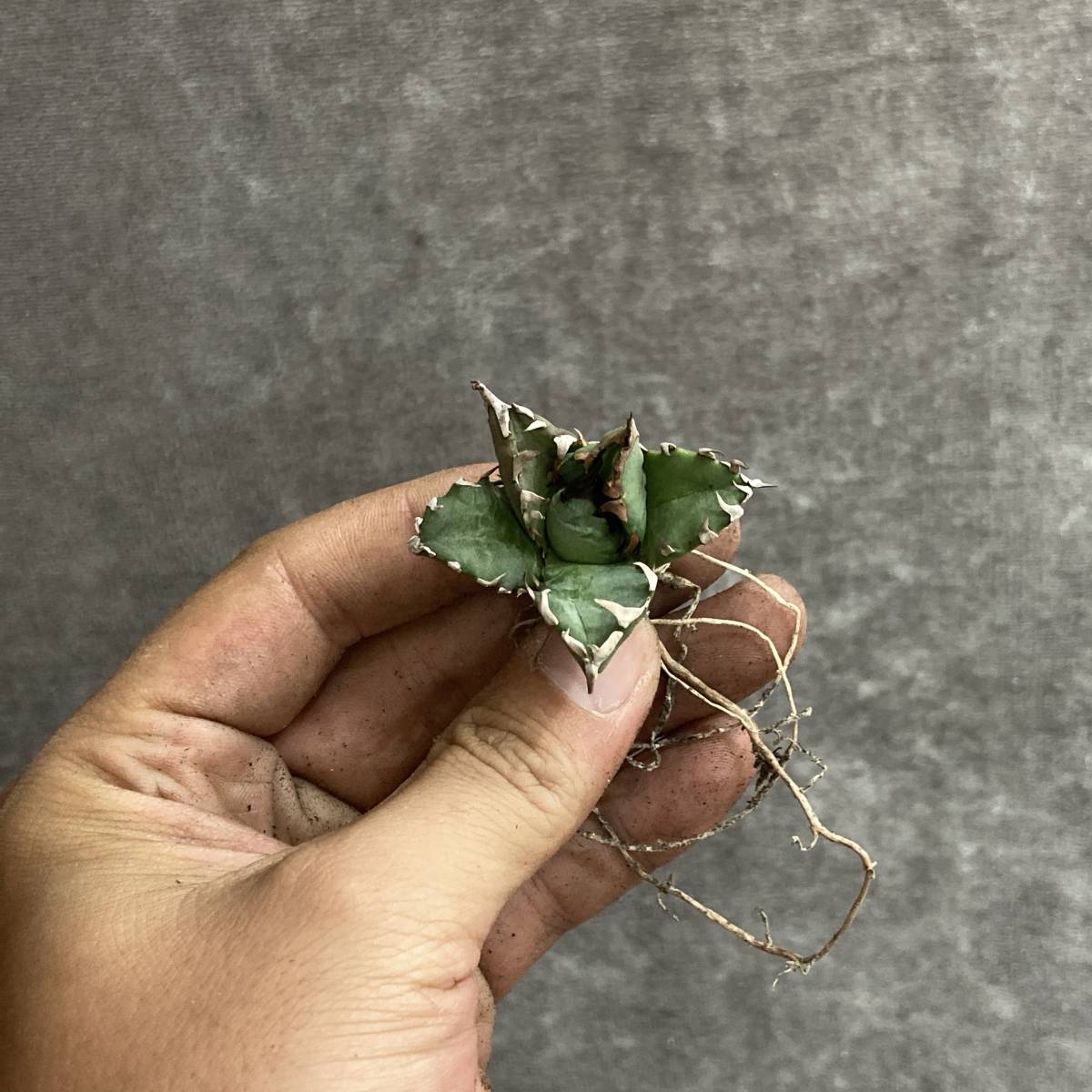 Yahoo!オークション - R106-27 特選 アガベ 多肉植物 チタノタ 姫厳竜 ...