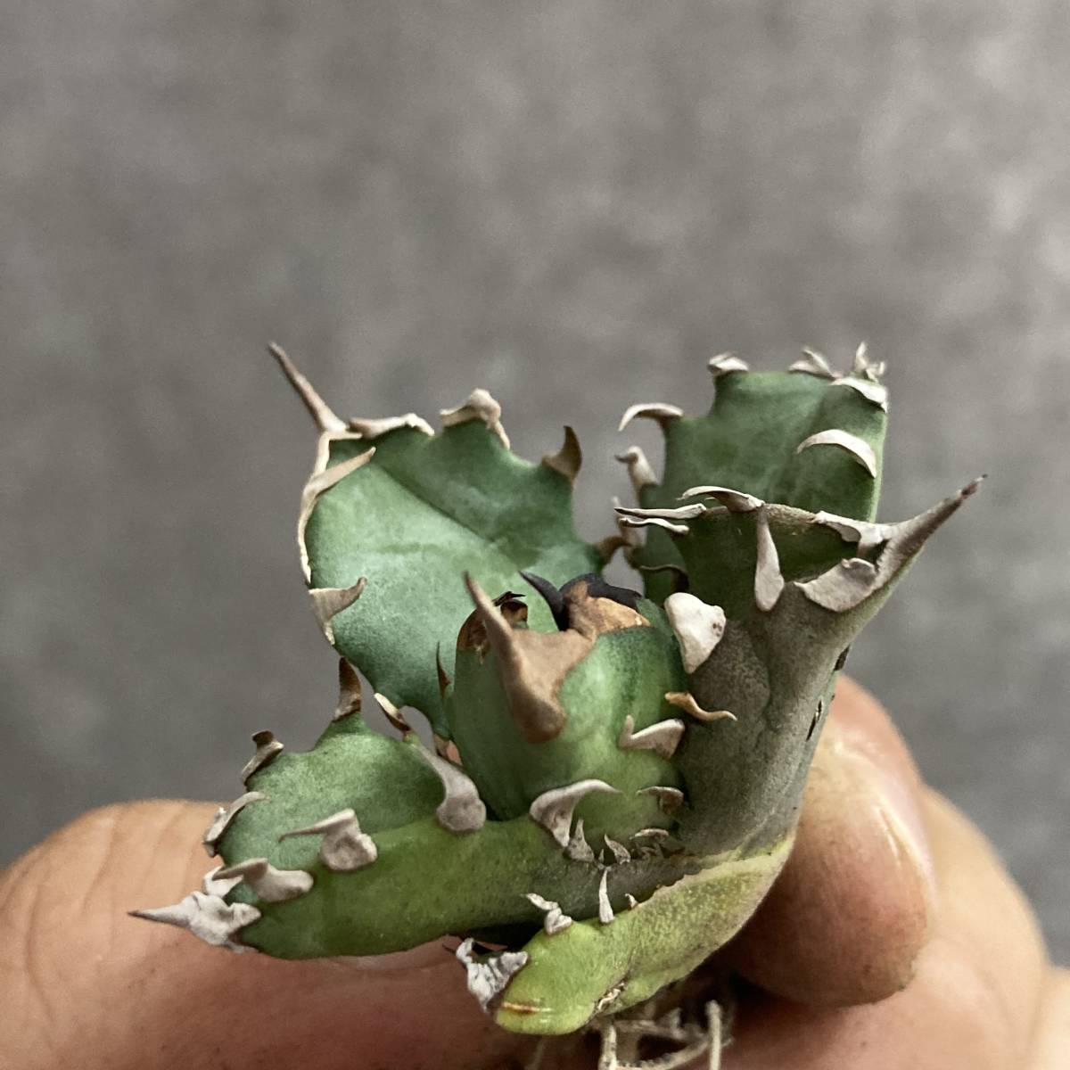 Yahoo!オークション - R106-27 特選 アガベ 多肉植物 チタノタ 姫厳竜 ...