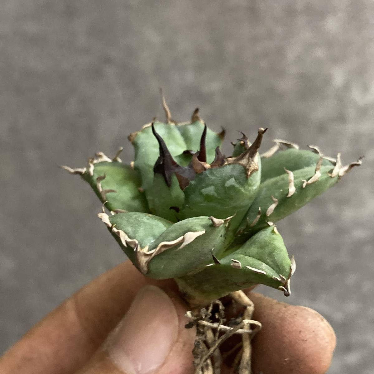 Yahoo!オークション - R106-28 特選 アガベ 多肉植物 チタノタ 姫厳竜 ...