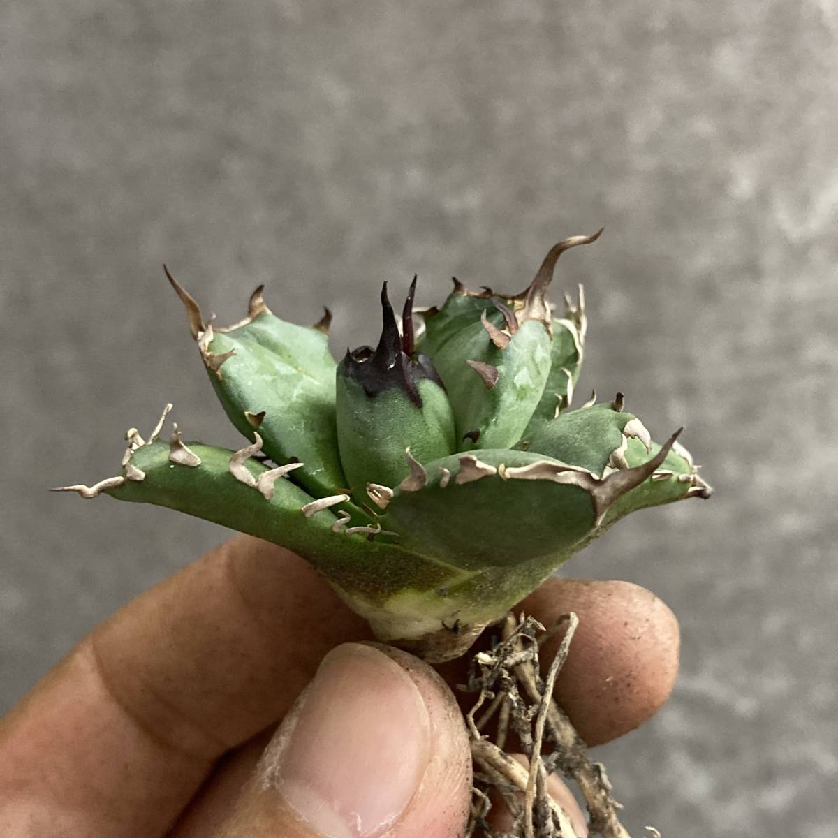 Yahoo!オークション - R106-28 特選 アガベ 多肉植物 チタノタ 姫厳竜 ...