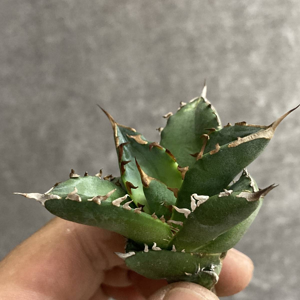 Yahoo!オークション - R106-32 特選 アガベ 多肉植物 チタノタ 白鯨 福...