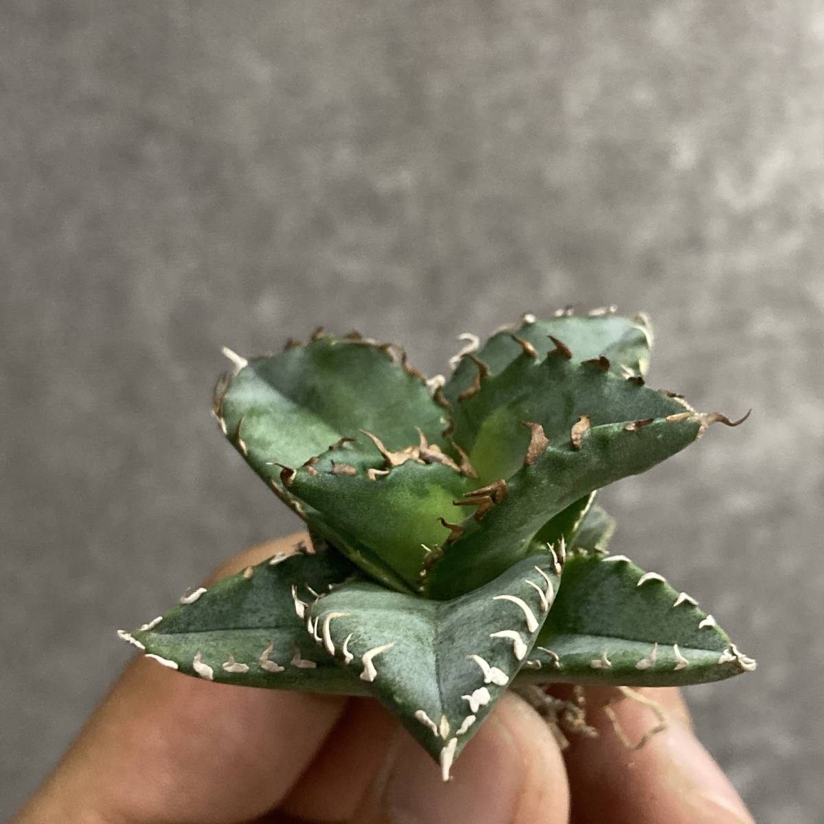 Yahoo!オークション - R106-33 特選 アガベ 多肉植物 チタノタ 白鯨 福...