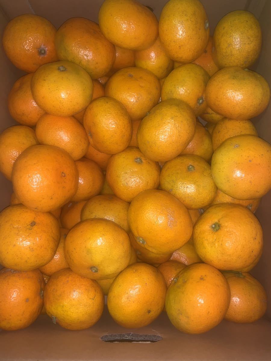 Yahoo!オークション - みかん 10kg