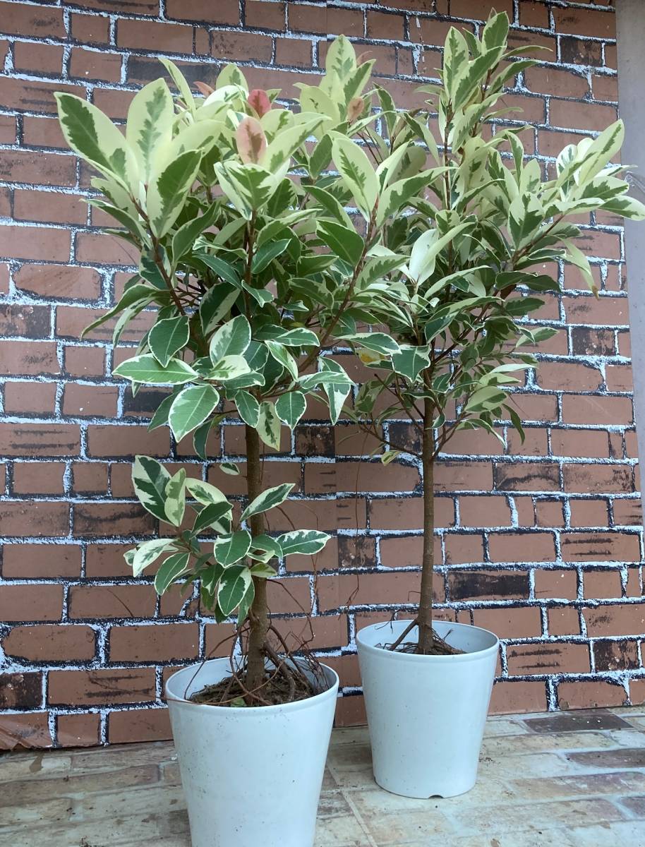 爽やかインドアグリーン 斑入りガジュマル 5号 h70cm 2鉢セット(その他)｜売買されたオークション情報、yahooの商品情報をアーカイブ公開 - オークファン（aucfan.com）