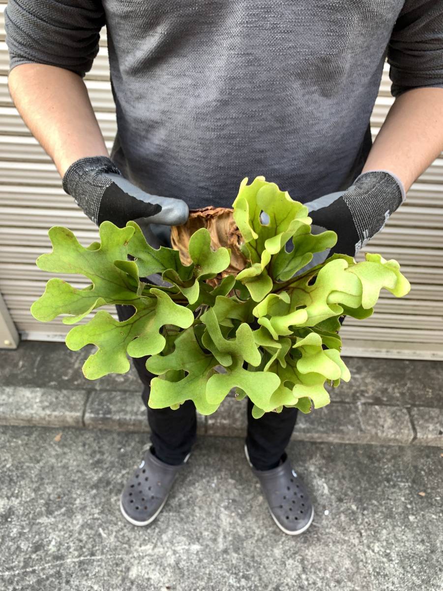 Yahoo!オークション - Y341 Platycerium ridleyi WILD (プラティケリウ...