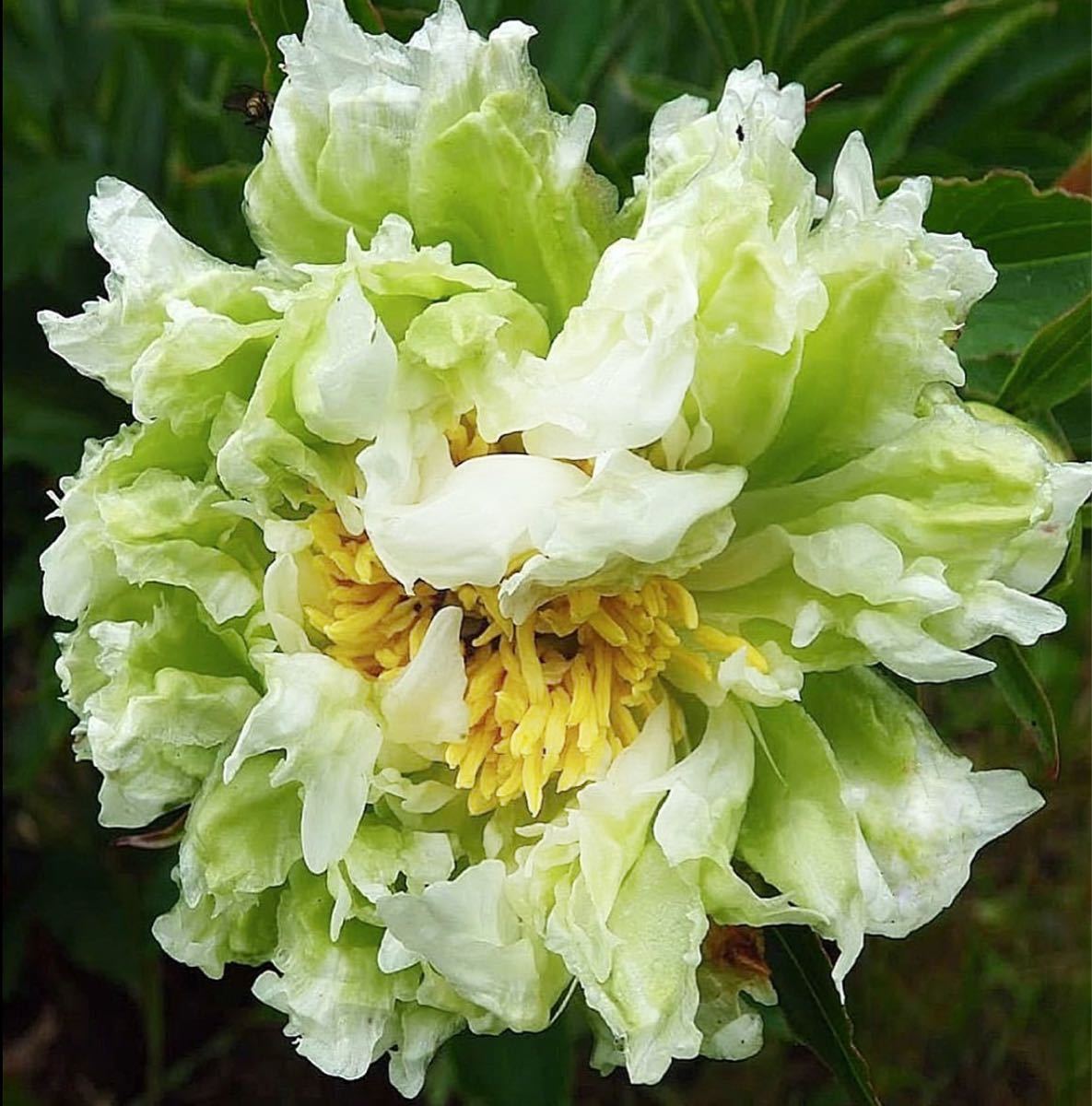 Yahoo!オークション - SPECIAL PEONY COLLECTION 希少品種 八重咲き ...