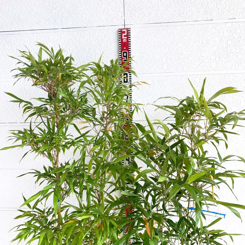 Yahoo!オークション - 特価 大名竹 2本セット 約 190cm 【和風モダン ...