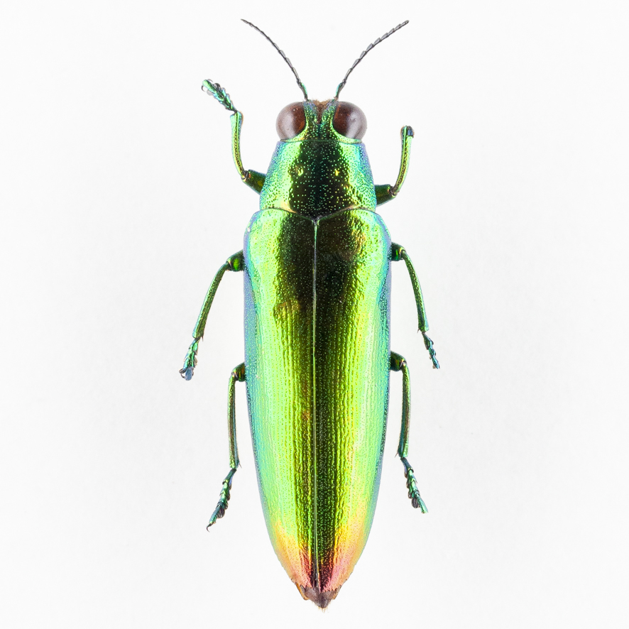 C. fulminans ssp. fulminans 03B ツマアカルリタマムシ グリーン 標本 ジャワ島(虫類)｜売買されたオークション情報、yahooの商品情報をアーカイブ公開 ...