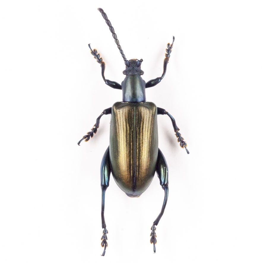 Yahoo!オークション - S. coeruleata 39B モモブトハムシ標本 マダガス...