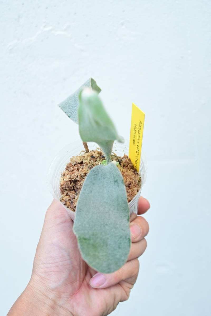 Yahoo!オークション - P.OMO 'Polar Bear'③ @bikamori.com オモ ポー...