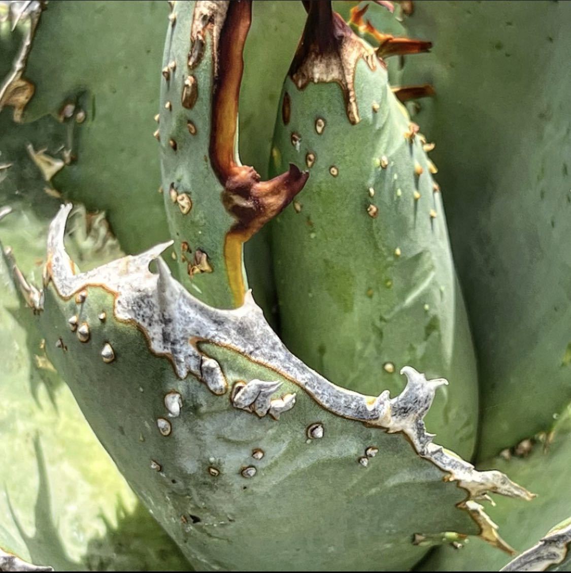 Yahoo!オークション - hp 37 アガベ チタノタ fo222 osp育成株 w約8セ...