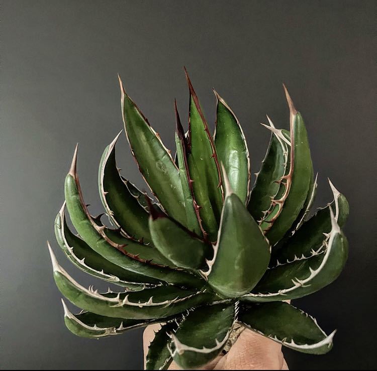 Yahoo!オークション - hp 101 アガベ ホリダ ペロテンシス osp育成株 w...