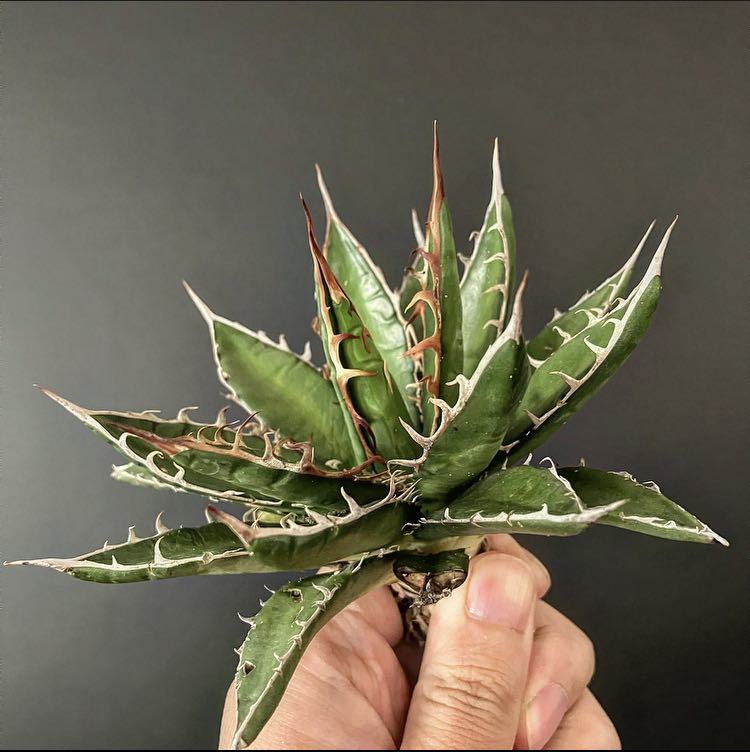 hp 113 アガベ ホリダ ペロテンシス osp育成株 w約12センチ(アガベ)｜売買されたオークション情報、yahooの商品情報をアーカイブ公開 - オークファン（aucfan.com）