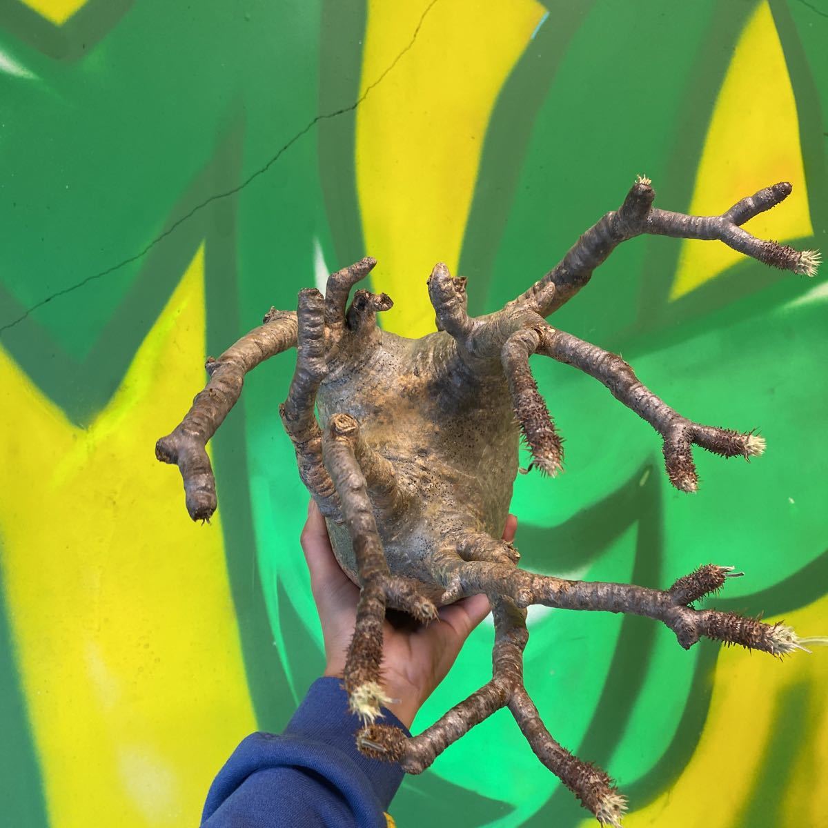 Yahoo!オークション - パキポディウム グラキリスNO3