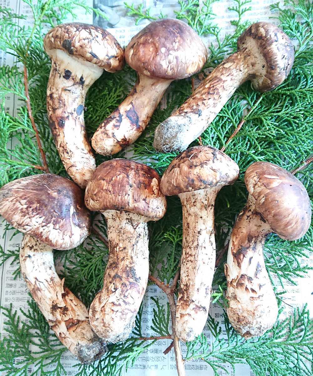 Yahoo!オークション - 岡山県産 極上蕾天然松茸 7本 472g 10/30朝採取