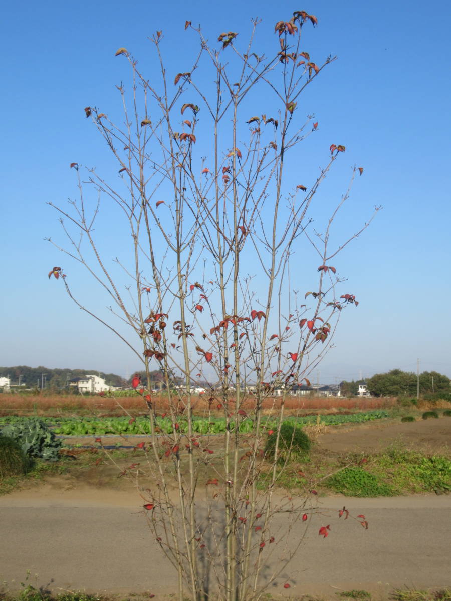 すっきりした樹形が 落葉樹 ヤマボウシ240cm 本株立ち(植木、庭木)｜売買されたオークション情報、yahooの商品情報をアーカイブ公開 - オークファン（aucfan.com）