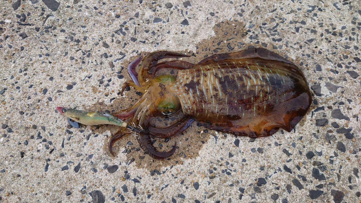 Yahoo!オークション - アオリイカ 1800g（3匹） 冷凍発送 五島列島産