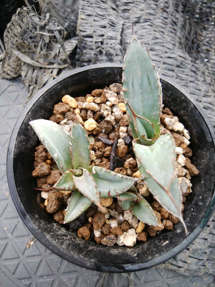 農大 No1(アガベ)｜売買されたオークション情報、yahooの商品情報をアーカイブ公開 - オークファン（aucfan.com）