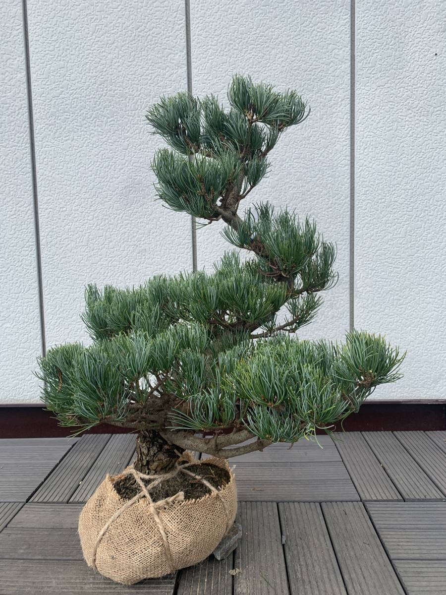 Yahoo!オークション - 八房五葉松 仕立物 樹60cm 2726