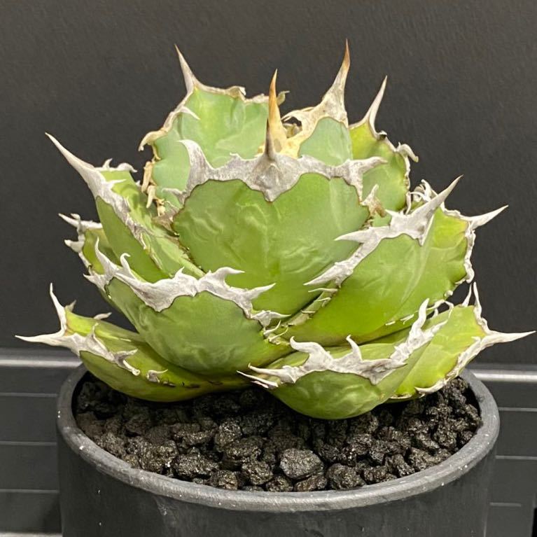 Yahoo!オークション - Agave titanota FO-076 アガベチタノタFO-076 イ...
