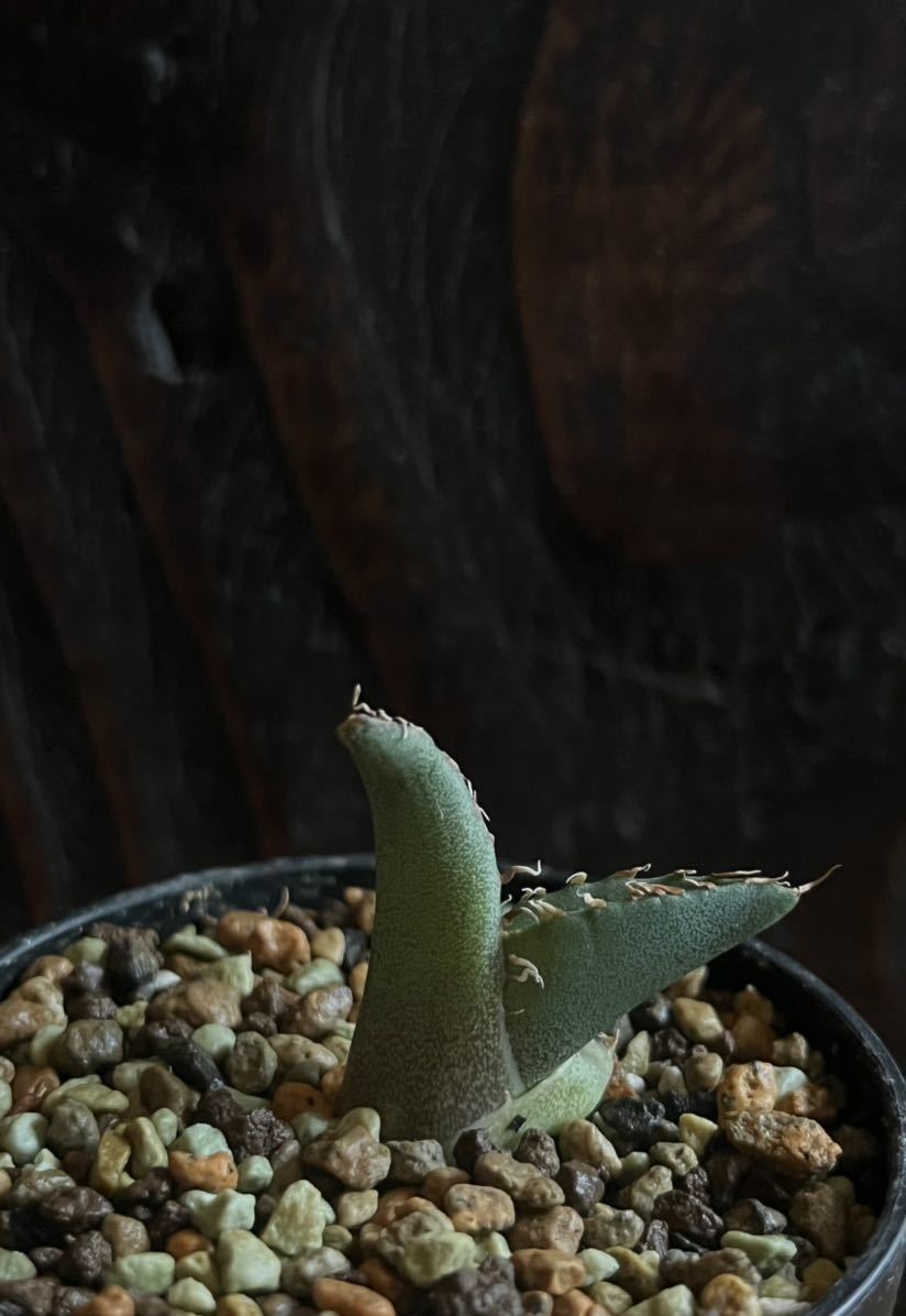 アガベ チタノタ Agave titanota 【通称(敬称)・悪魔くん アガベ チタノタ Agave titanota 【通称(敬称)・悪魔くん