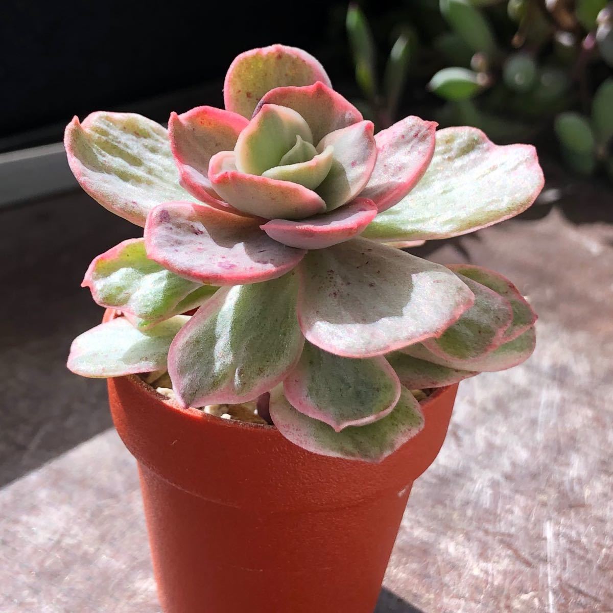 多肉植物^o^ スヨン錦|Yahoo!フリマ(旧PayPayフリマ) 多肉植物^o^ スヨン錦|Yahoo!フリマ(旧PayPayフリマ)