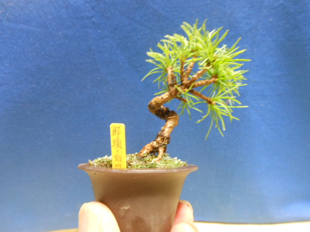 Yahoo!オークション - 豆助ミニ盆栽 那須五葉 白笹