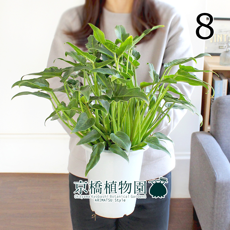 Yahoo!オークション - 【現品】クッカバラ 5号 白鉢（8）Philodendron ...