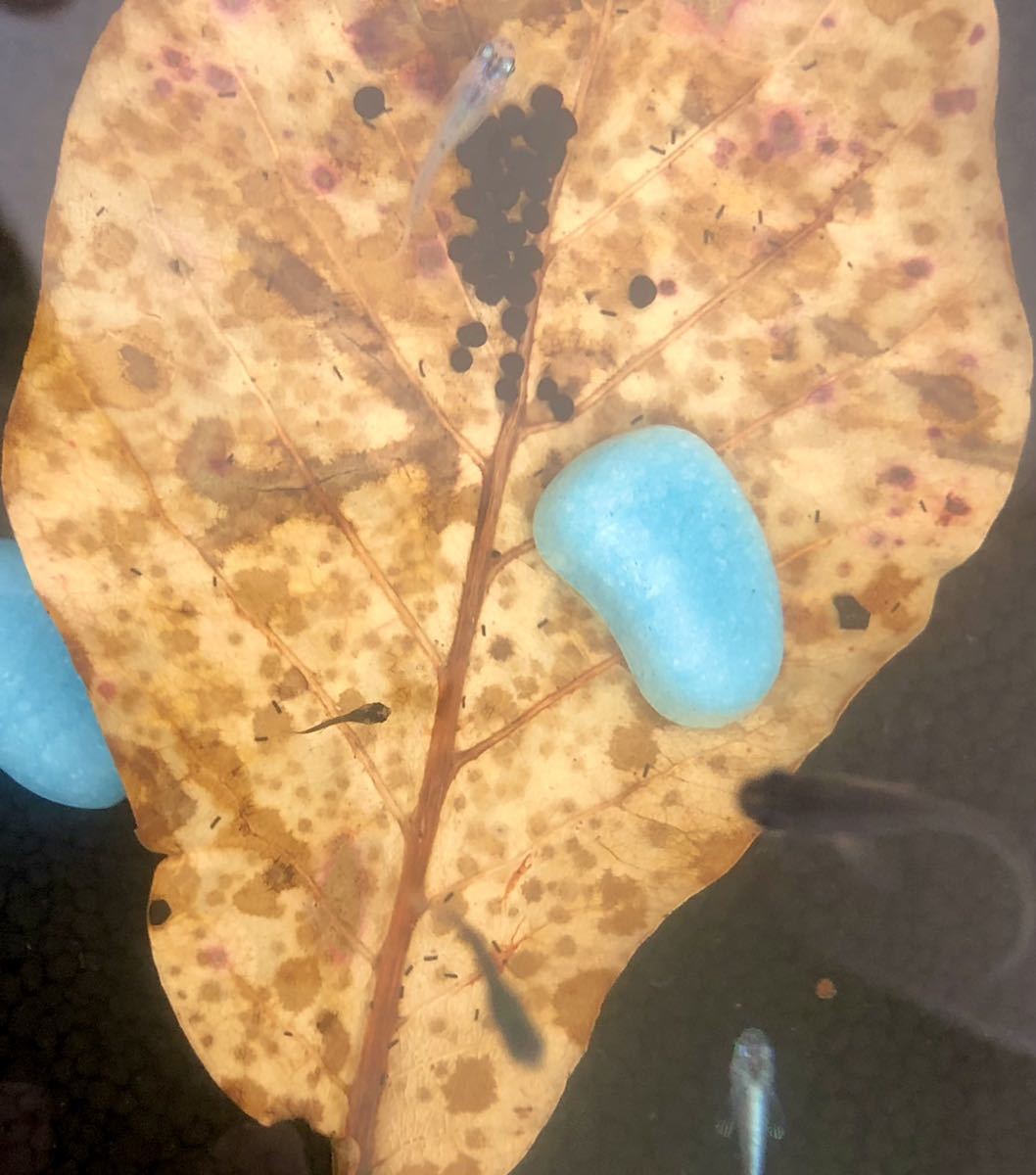 Yahoo!オークション - マジックリーフ 30g