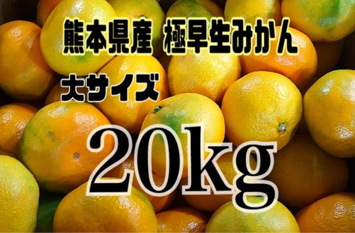 熊本県産 極早生みかん 大サイズ (箱込20kg)｜PayPayフリマ