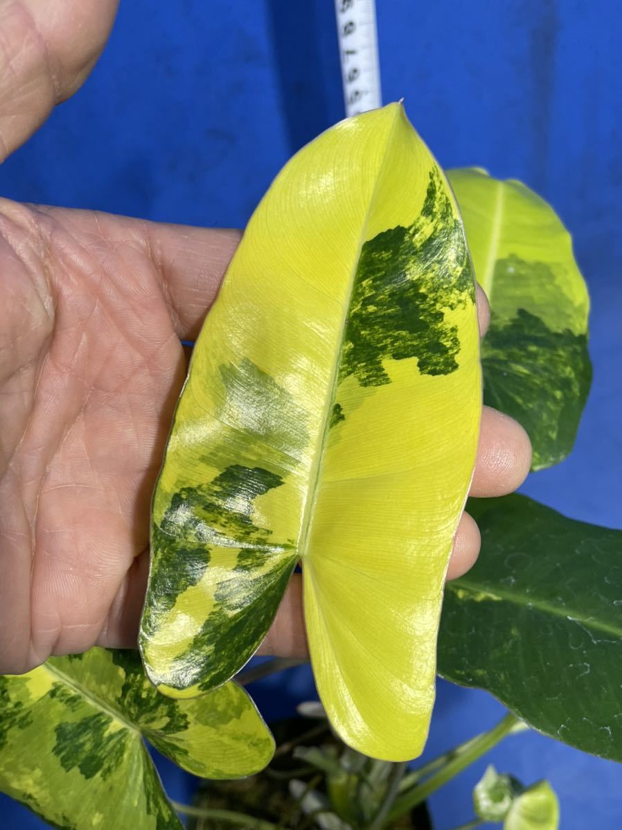 1112 斑入り フィロデンドロン バールマルクス バリエゲィテッド Philodendron burlemarx variegated ハーフムーン 極斑 栽培品(観葉植物)｜売買された ...